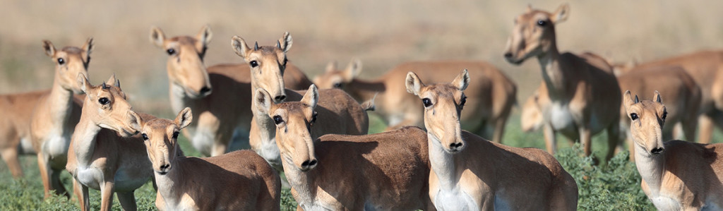Saving Saigas: Our Projects | Saiga Conservation Alliance