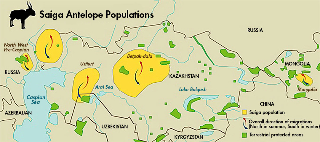 What is a Saiga? | Saiga Conservation Alliance