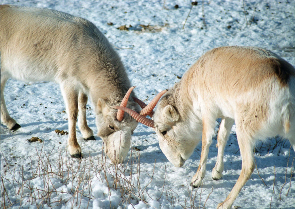 Support Saiga Rangers this ‘Giving Tuesday’ | Saiga Conservation Alliance