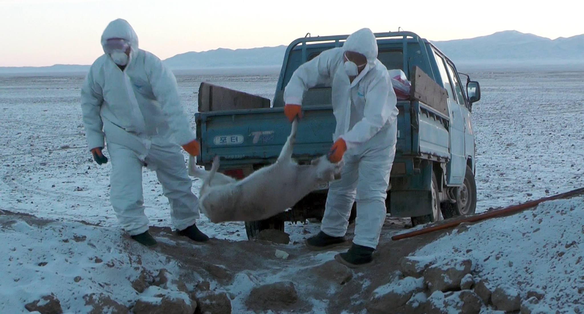 Latest update on deaths of Mongolian saigas | Saiga Conservation Alliance