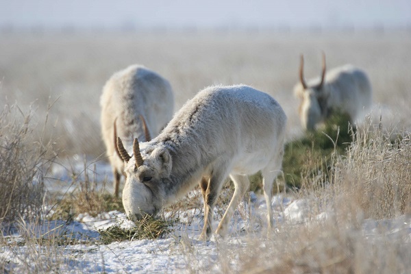saiga 2 | Saiga Conservation Alliance