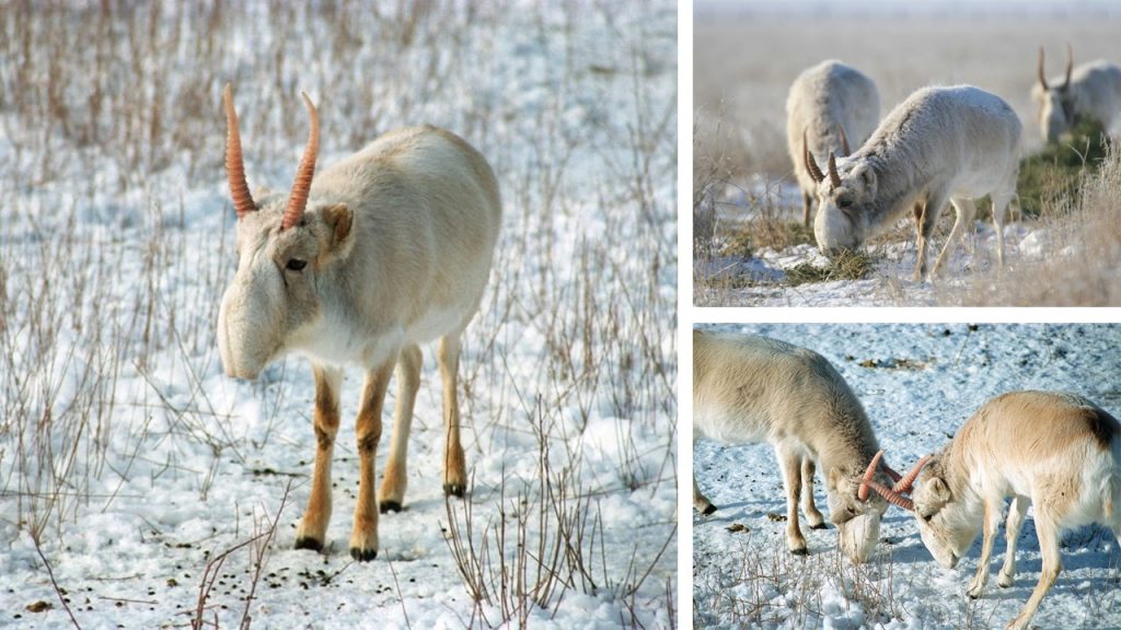 Happy 2019 | Saiga Conservation Alliance