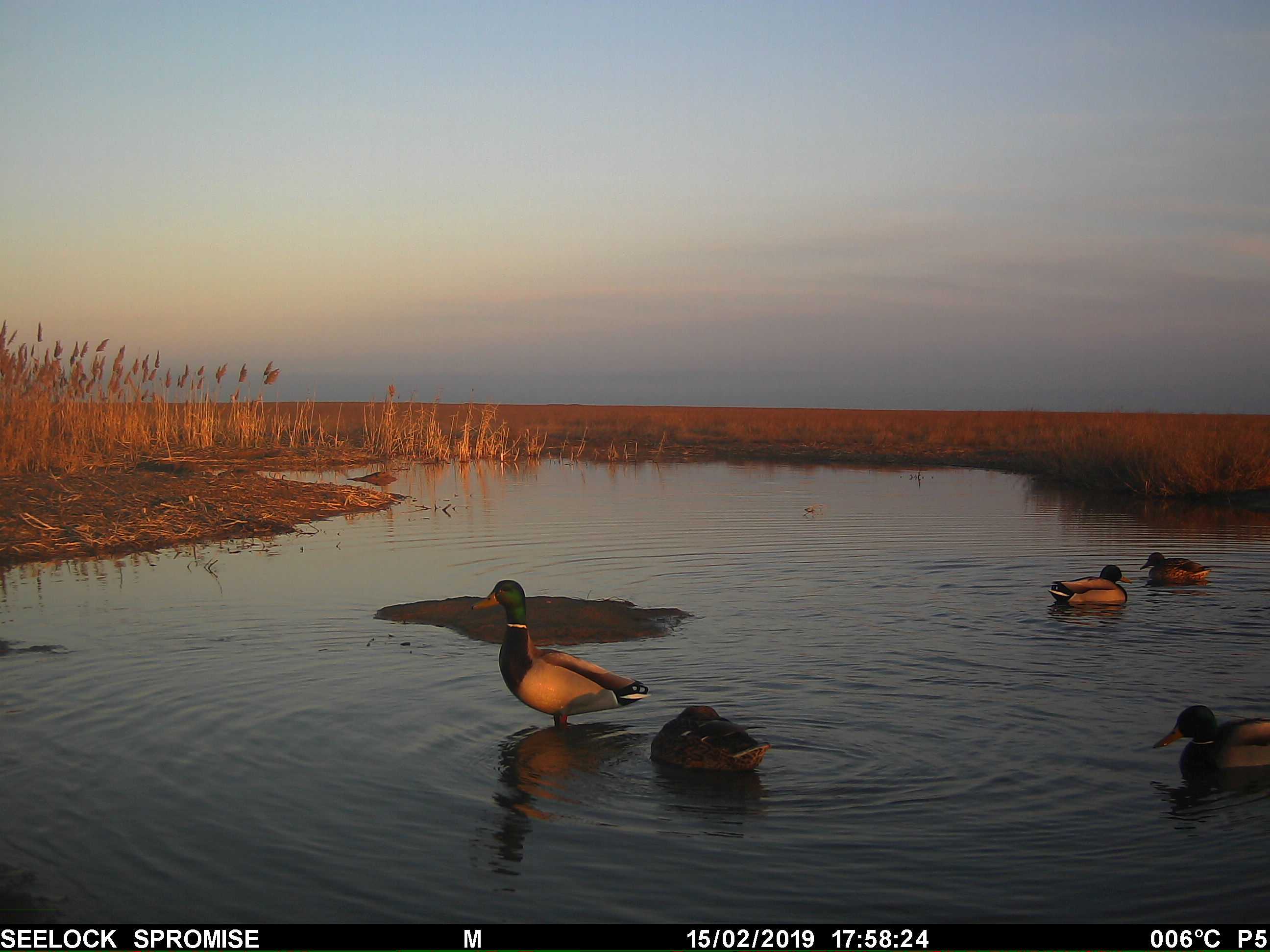 #6 Mallards swimming at sunset | Saiga Conservation Alliance