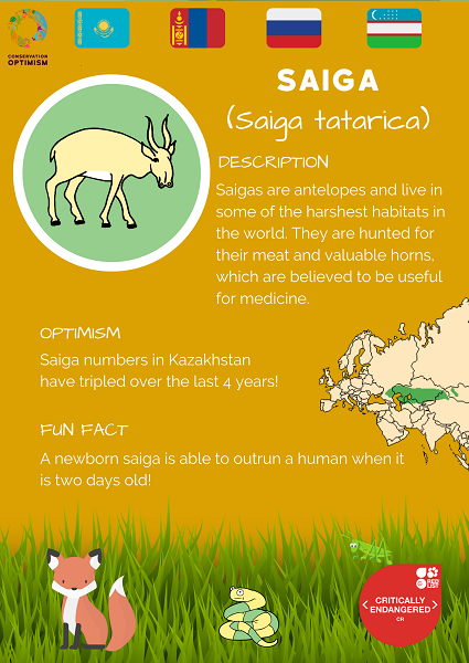 Saiga-1 | Saiga Conservation Alliance