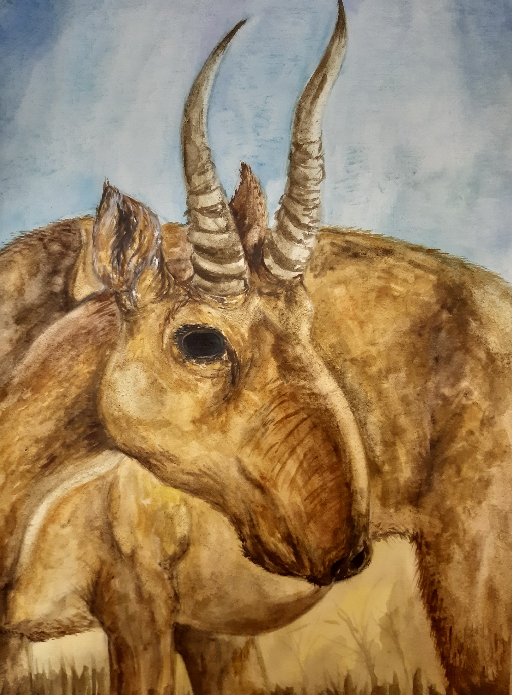 Saiga Art Gallery | Saiga Conservation Alliance
