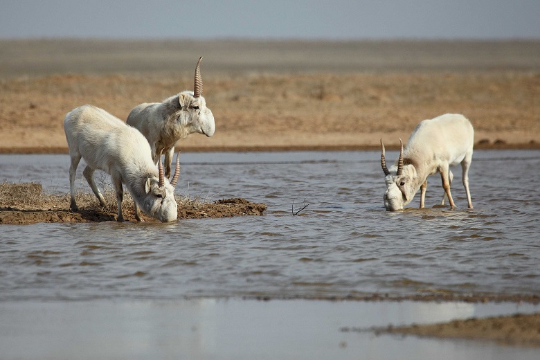 6 | Saiga Conservation Alliance