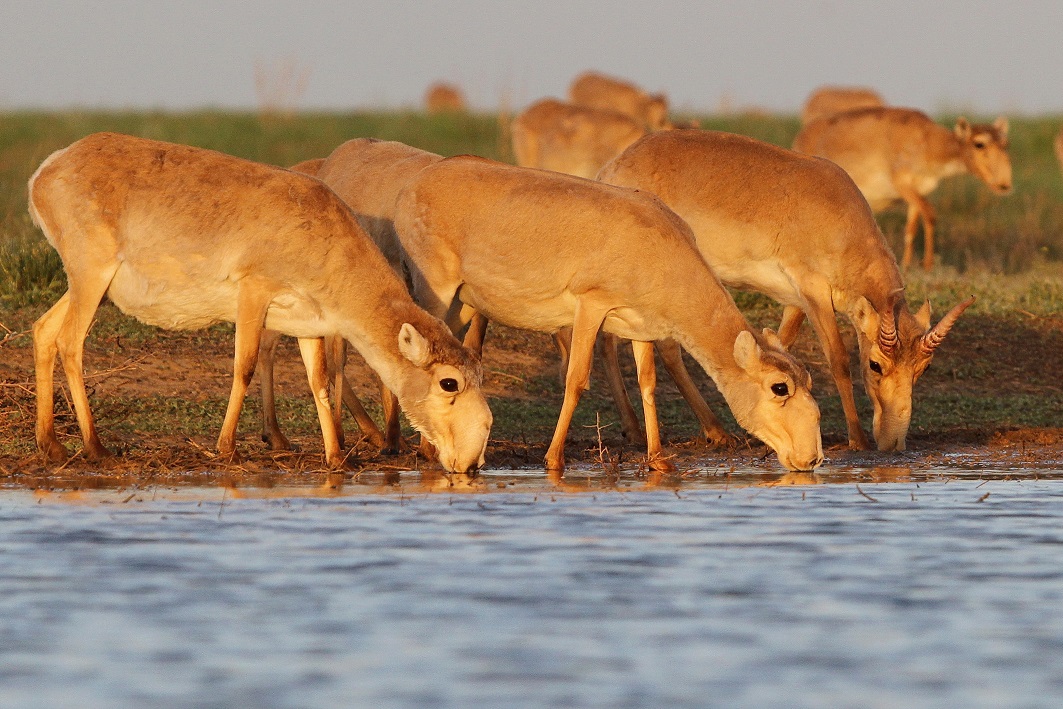 9 | Saiga Conservation Alliance