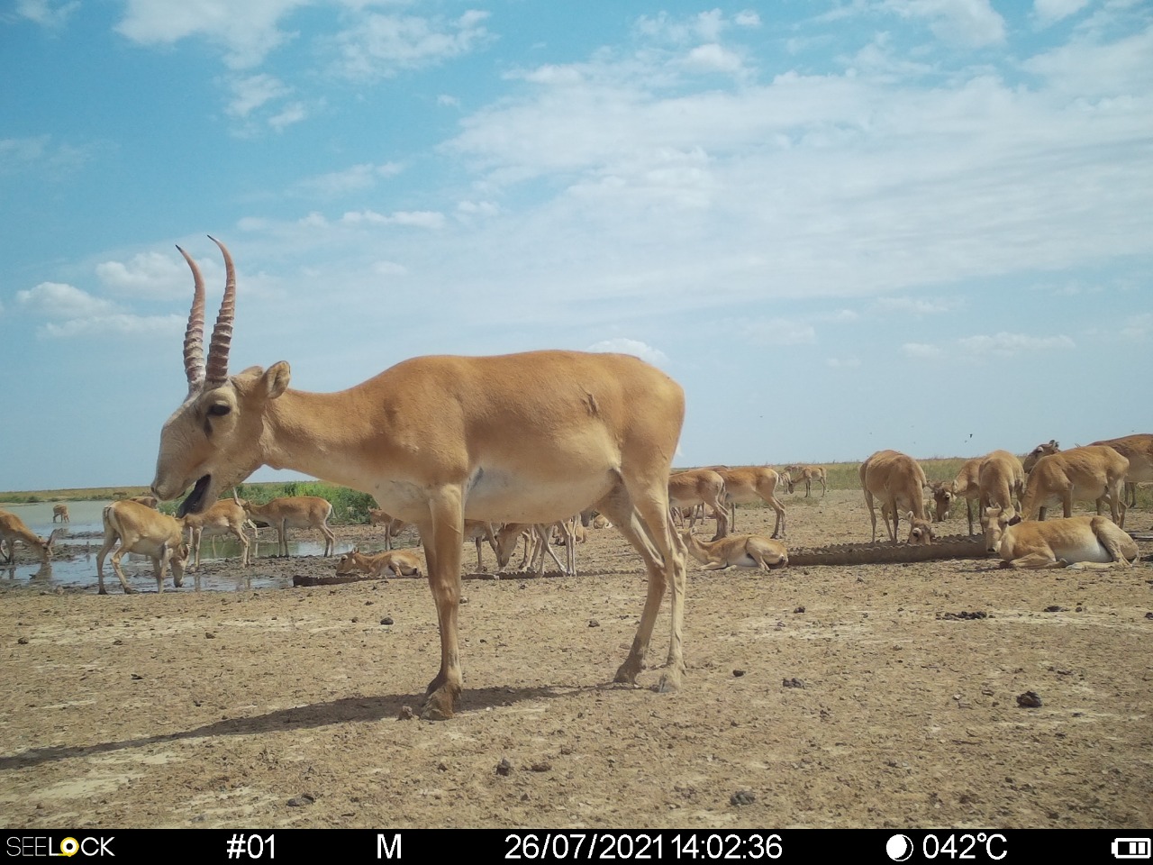 #CameraTrapTuesday – Saiga Conservation Alliance