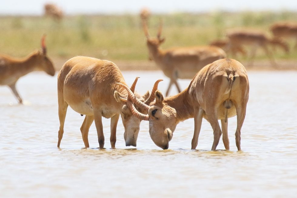SCA grants winners 2021. Small grants programme and Young Conservation ...