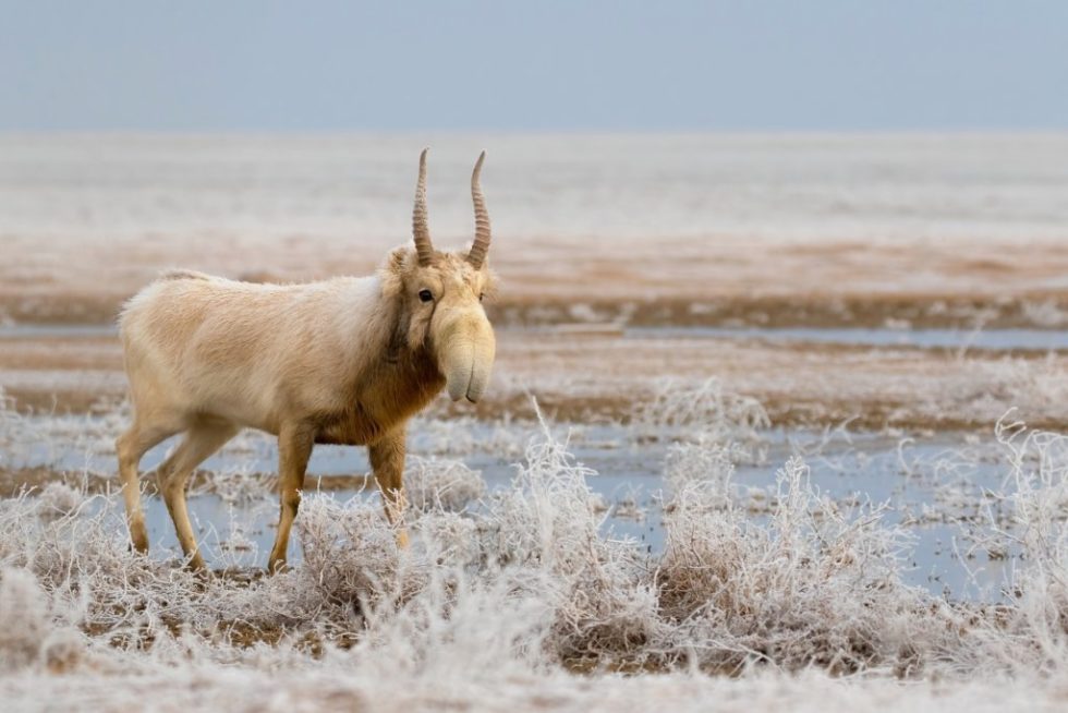 Saiga Antelope A Conservation Triumph And Ongoing Challenges Saiga