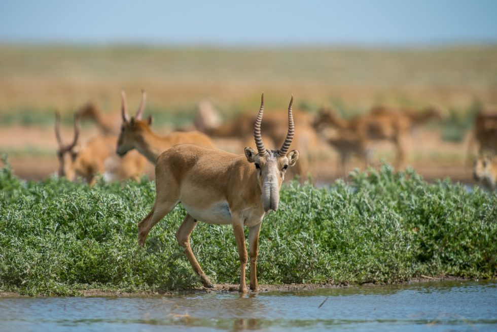 What awaits the saiga? The satellite transmitter will tell about it ...
